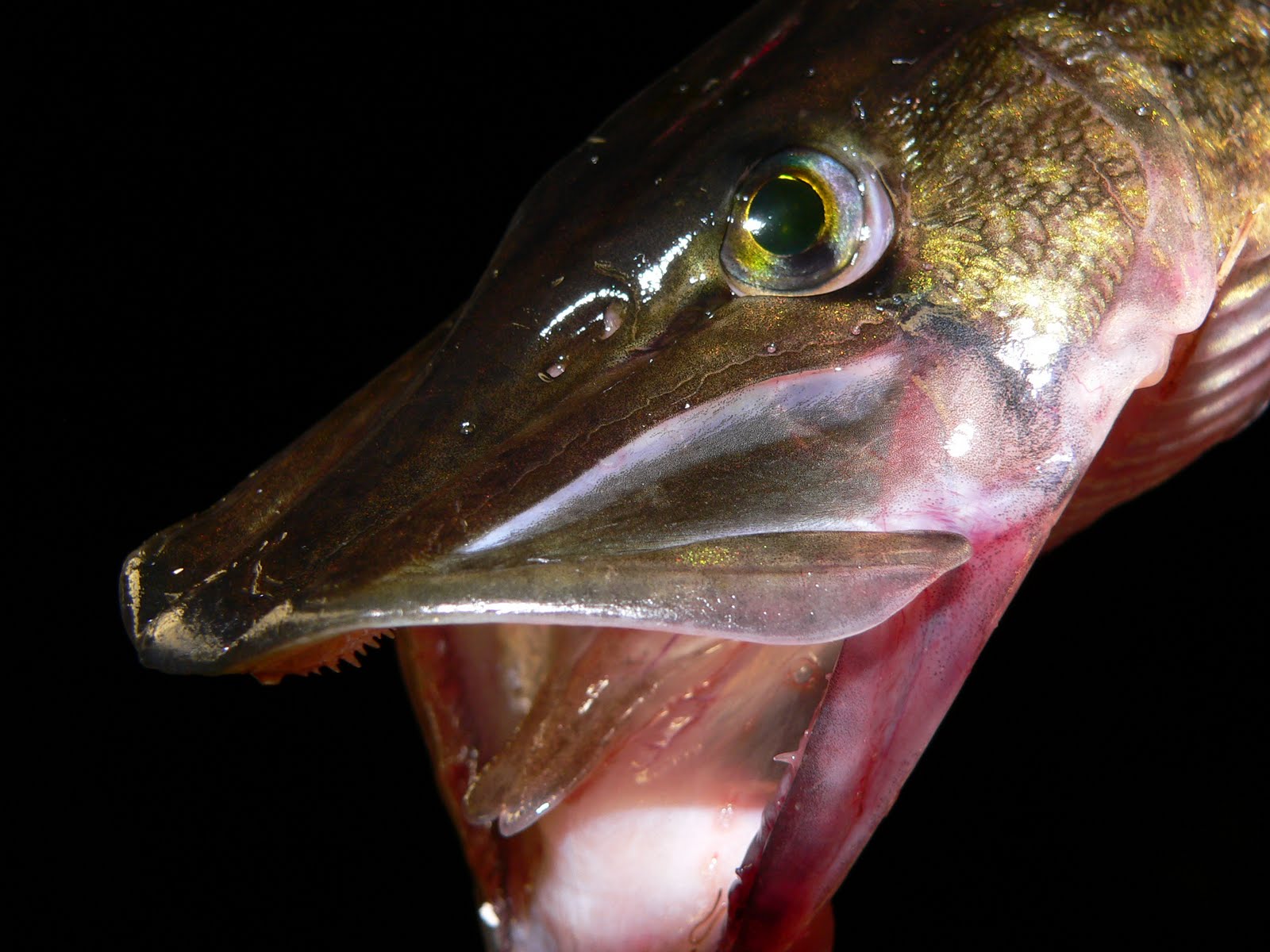 Catch-M-All: Fish #9: Chain Pickerel