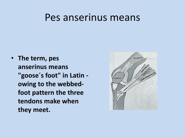 EXAMS AND ME : Anserine