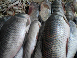 Tasty Bengali Recipies: Common Bengali Recipe Styles