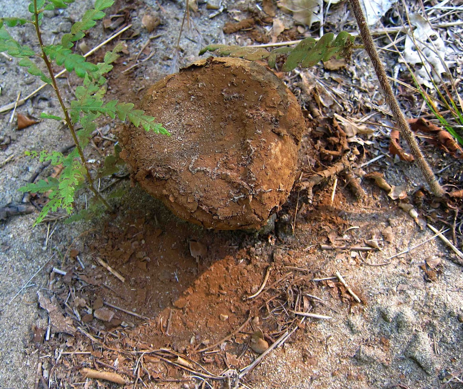 Saratoga woods and waterways: Amazing Nature!