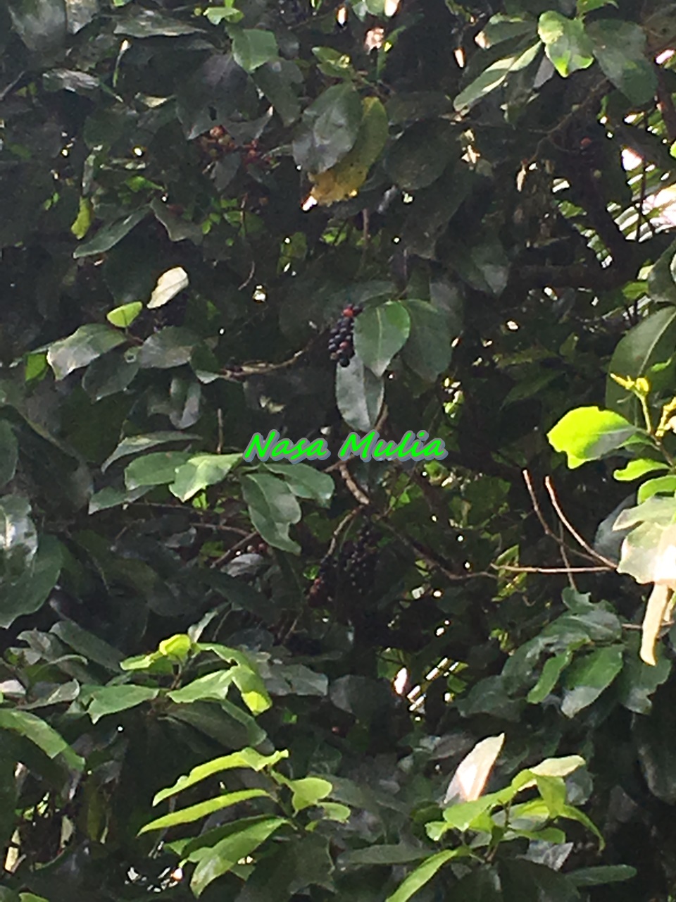 warna warni hidupku..............: Buah Buni @ Bunne