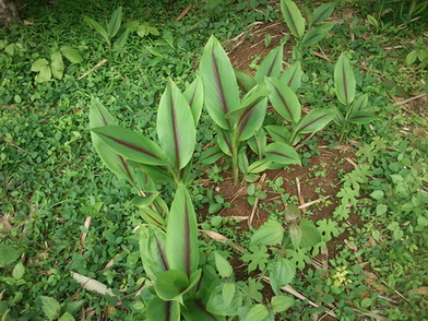 Temu Hitam, Indonesia Black Curcuma ~ free information of disease and ...