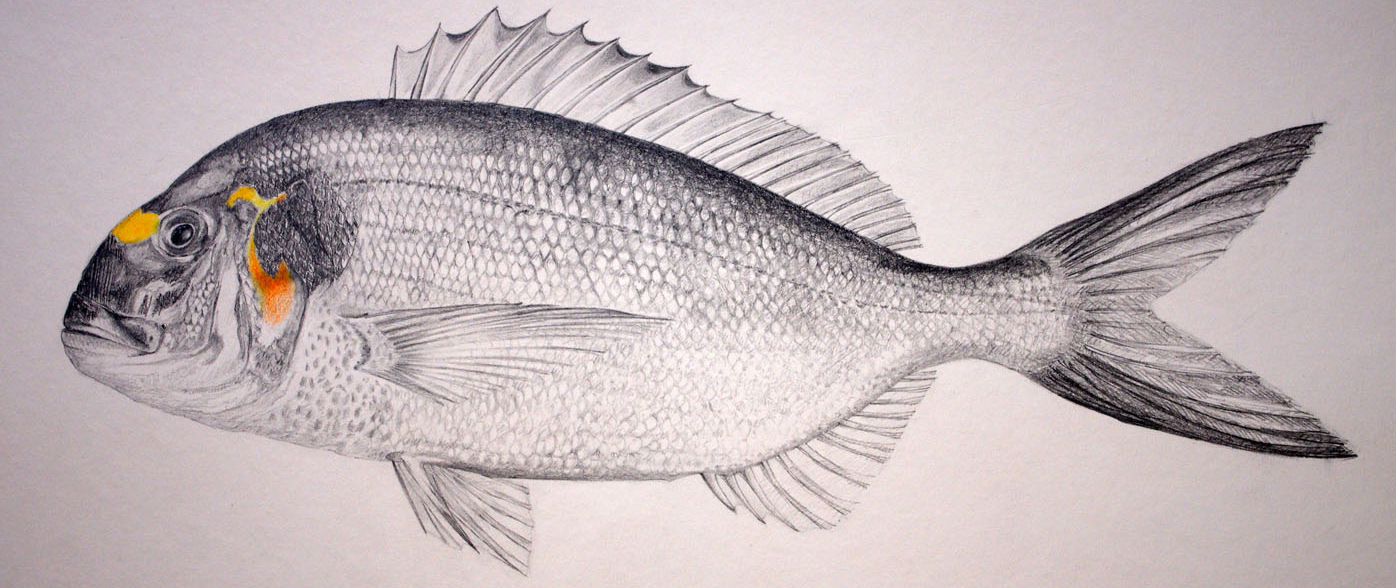 Pêche et Pêche: La dorade royale (Sparus aurata)