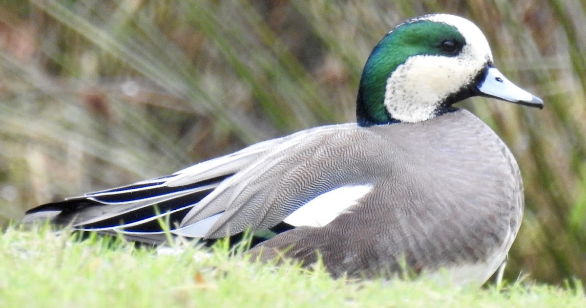 Various Oregon Birding Piks: American Wigeon