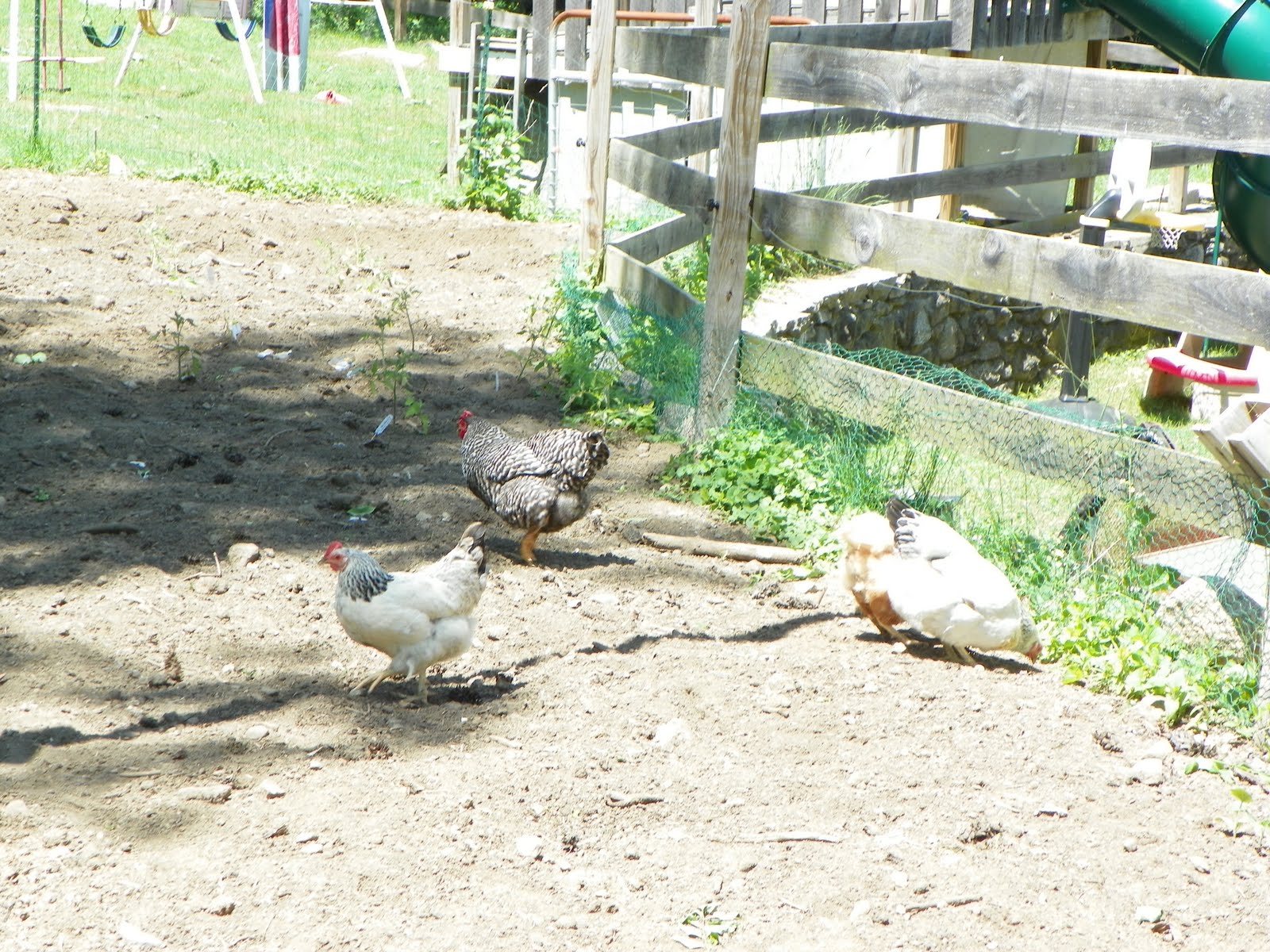 NOMADIC CHEF: Locust Leaf Farm Tour- Foster RI