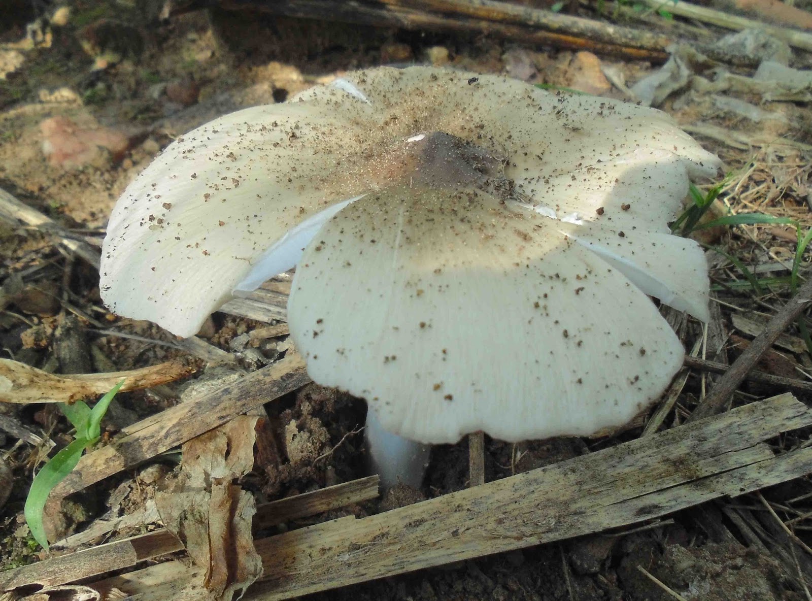 Mushrooms - Bimmal - Hathu - බිම්මල් - හතු