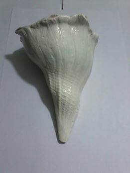 Astrology & Vastu: Right Handed Conch (Dakshinavarti Shankh)