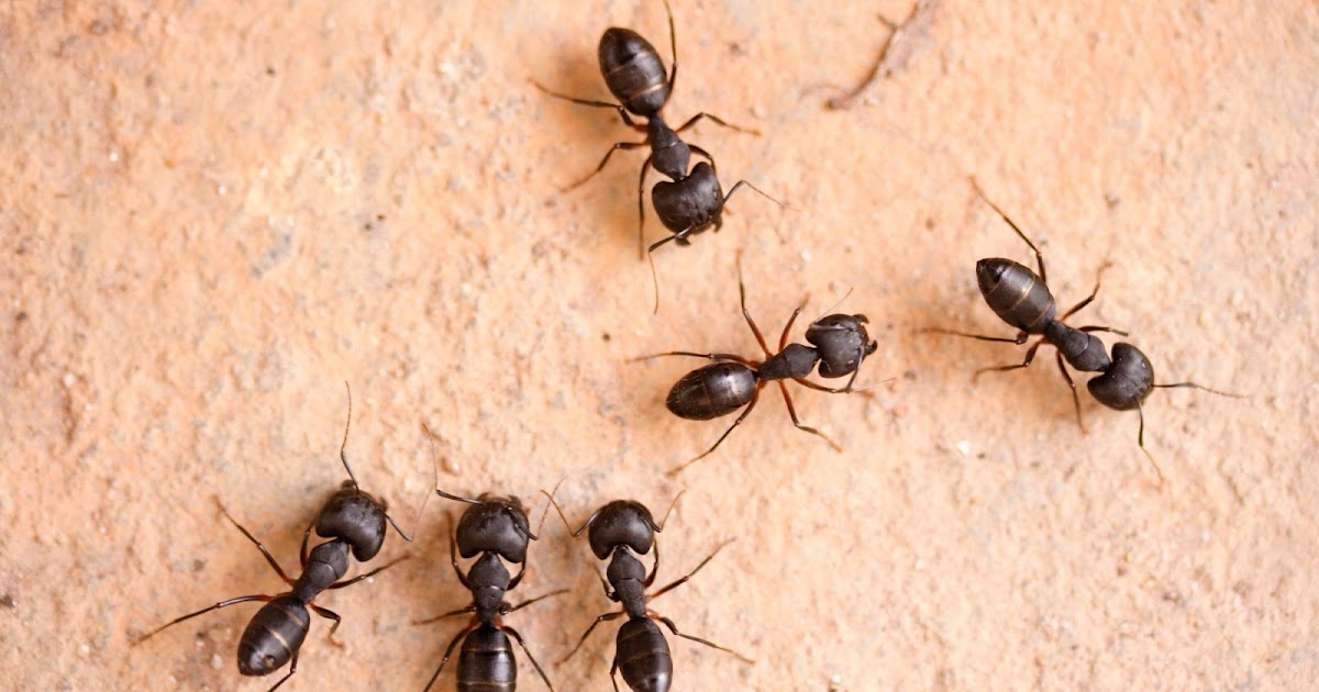 THE OPTIMIST: The ant mentality