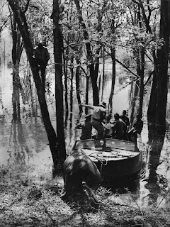 Elizabeth M Reese: OPERATION NOAH