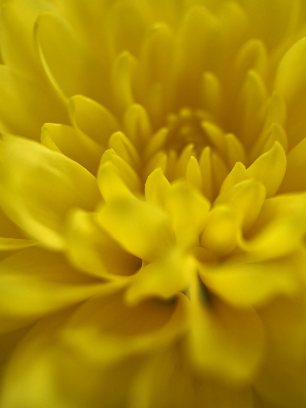 PhotoReflect: Shallow focus flowers