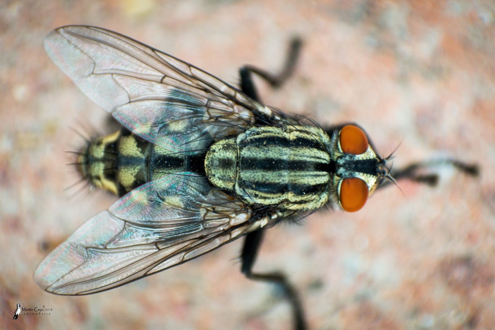 CEJA | Fotografía: Mosca de la Carne - Common Flesh Fly (Sarcophagidae)