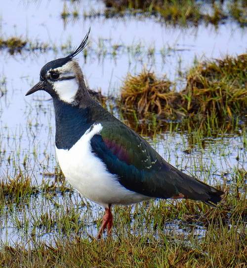 Northern lapwing images | Birds of India | Bird World
