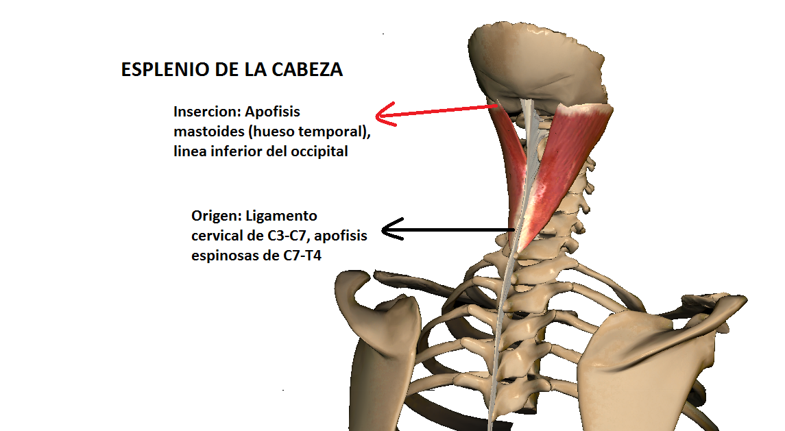 Anatomy full : MUSCULOS DEL CUELLO (ORIGEN E INSERCION)