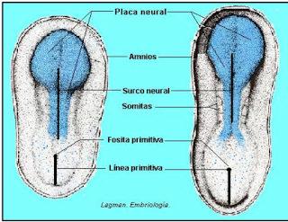 neuromorfofisiologia