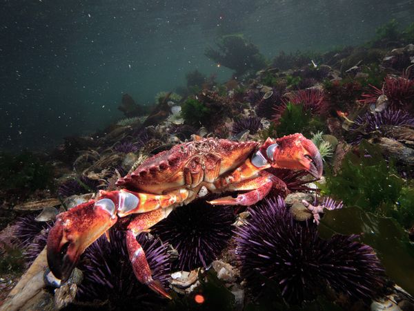 Amazing underwater creatures photos (20 pics) | Amazing Creatures