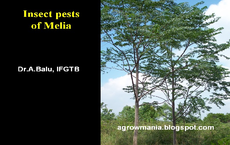 Agroforestry - A blog on Agrihortisilviculture: Insect pests of Melia ...