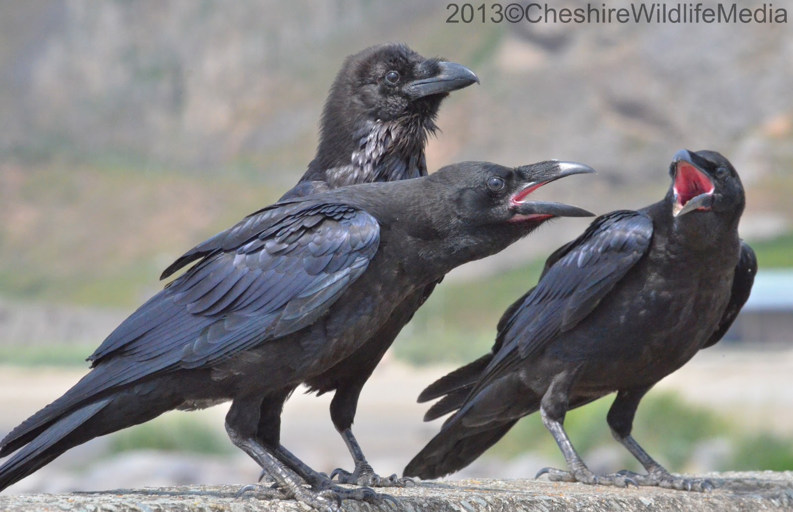 Diaries of a Wildlife and Outdoors lover: Diarie short - Raven family ...
