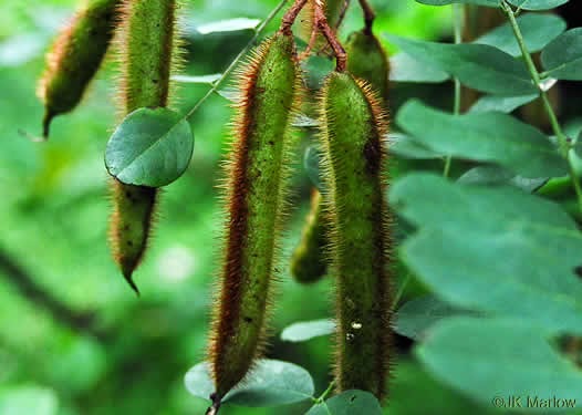 Seminte si plante de gradina hobby: Salcam roz-Robinia hispida