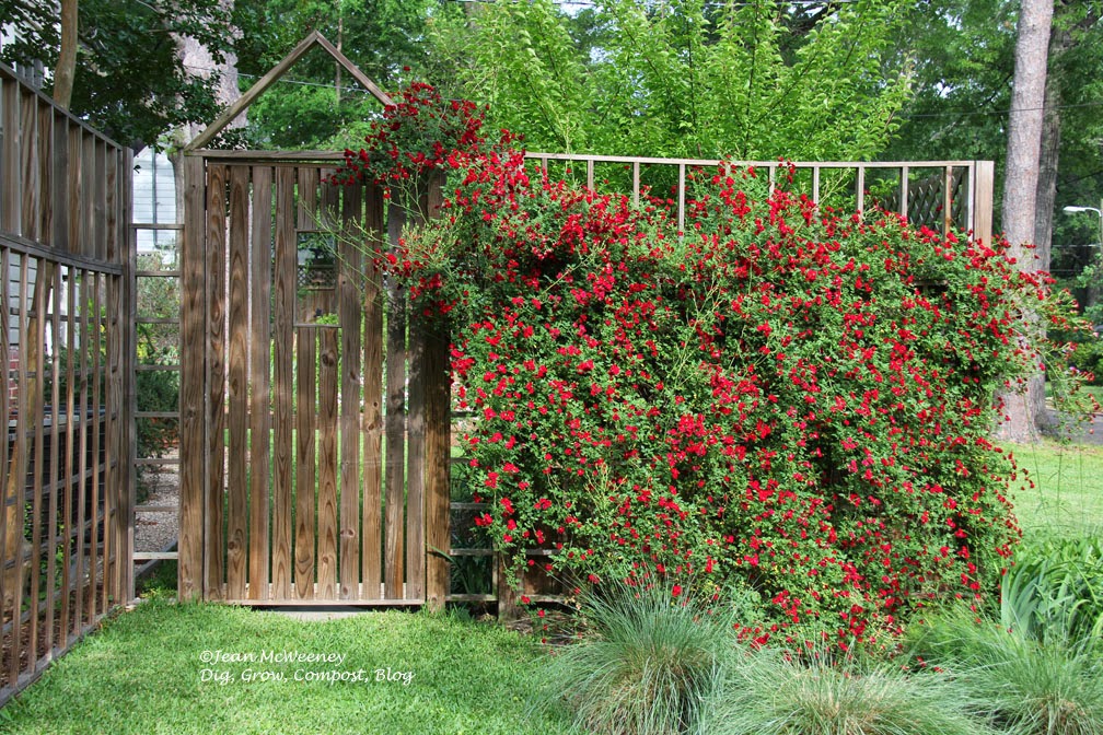 Dig, Grow, Compost, Blog: Garden Bloggers Bloom Day for May 2014