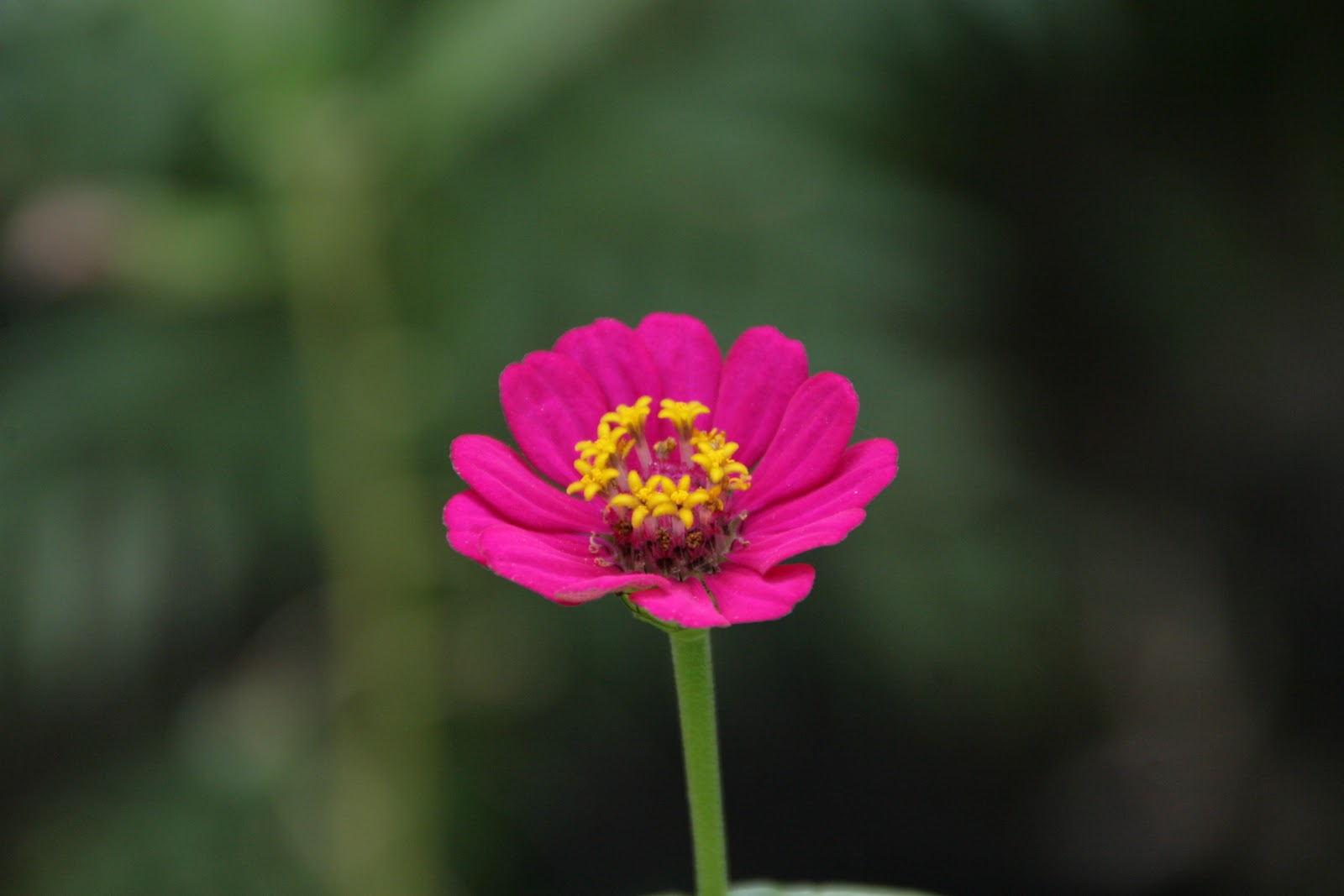 Wildlife and Flowers Explorer in Sri Lanka: Atapethiya Flower