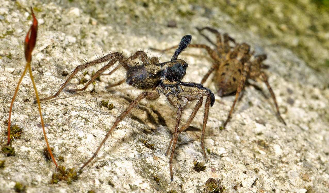 CABINET OF CURIOSITIES: The Fraught Courtship of Wolf Spiders