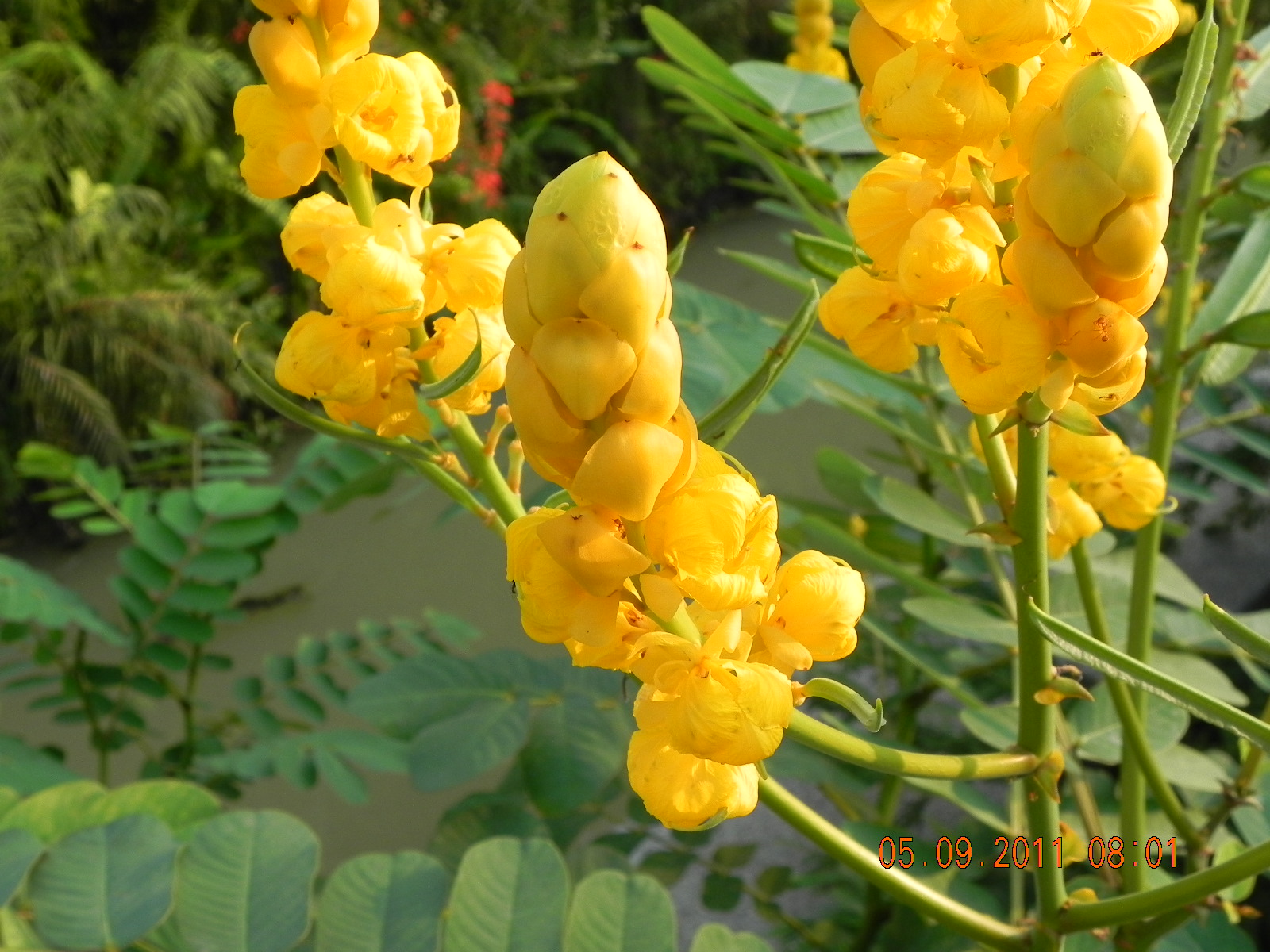 my G@Rdening frenzY: SENNA ALATA