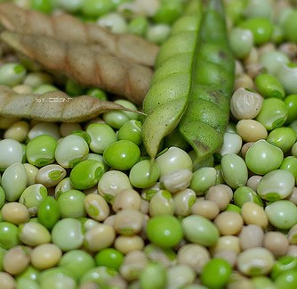 San Juan: Conforman la Asociación Productores y compradores de guandules