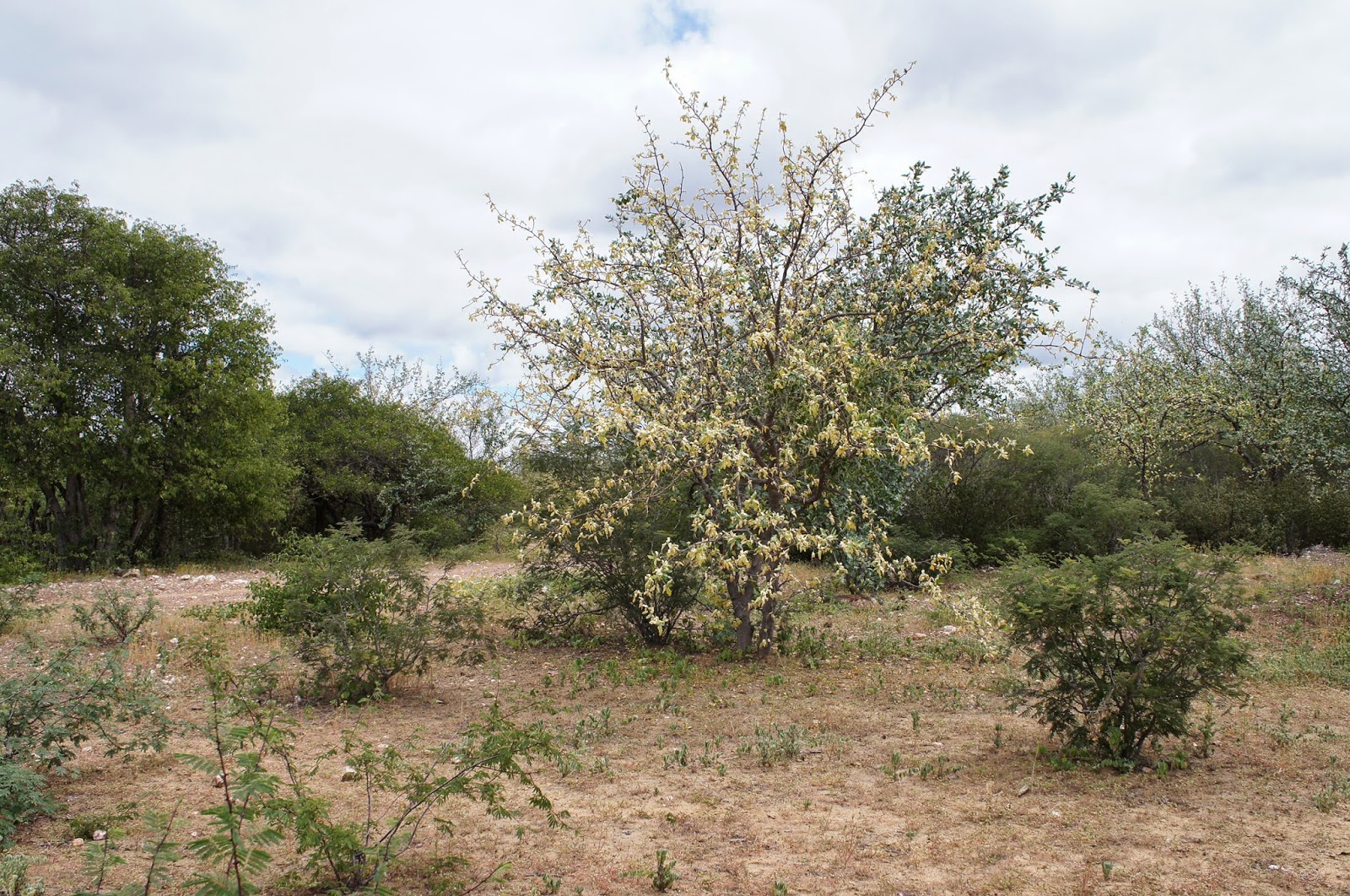 Favela Planta Da Caatinga - RETOEDU