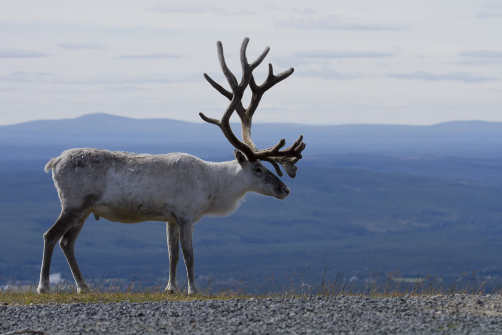 Strössel's anteckningar: Skötsel av renar, kultur och framtid