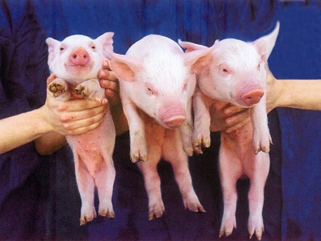 Biblioteca Duoc UC Sede Valparaíso: Cerdos Transgenicos para Transplantes.