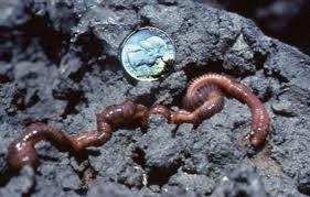 Invertebrate Zoology: Notomastus lobatus