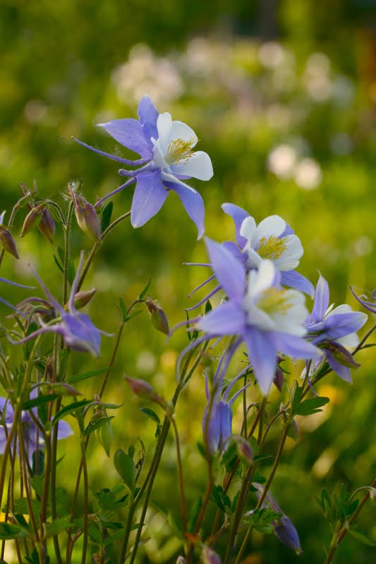 Colorado Columbine