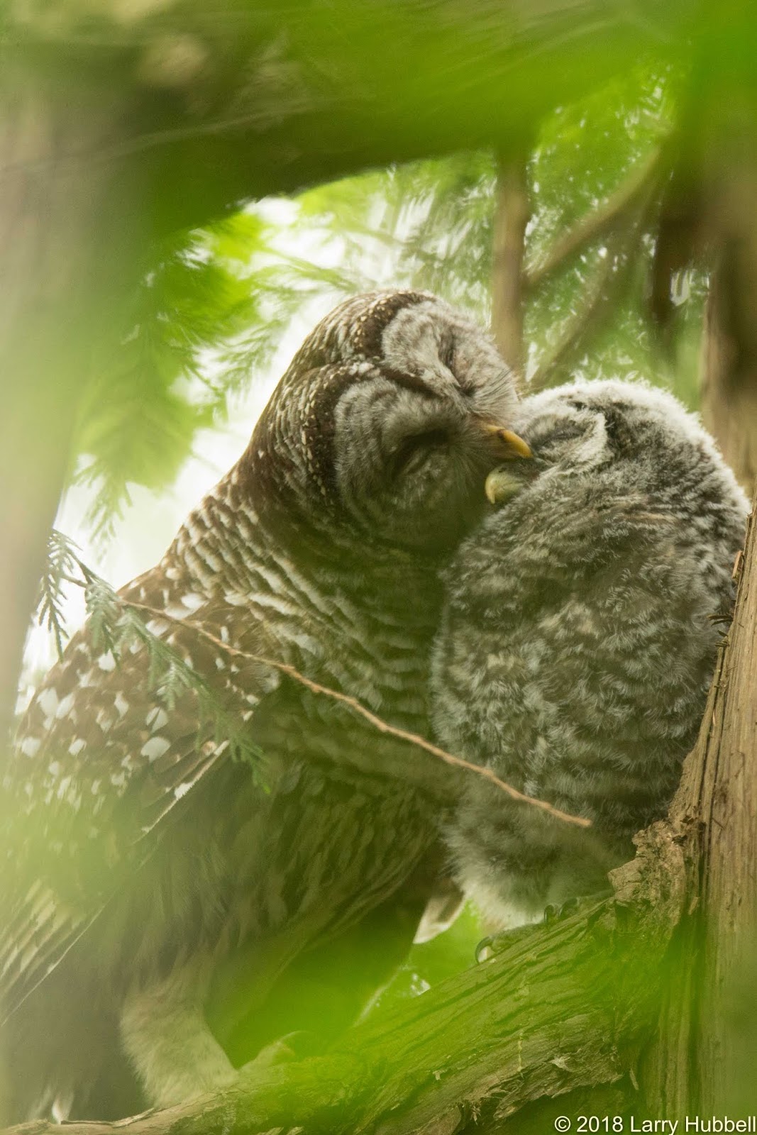 Union Bay Watch : An Owlet Adventure