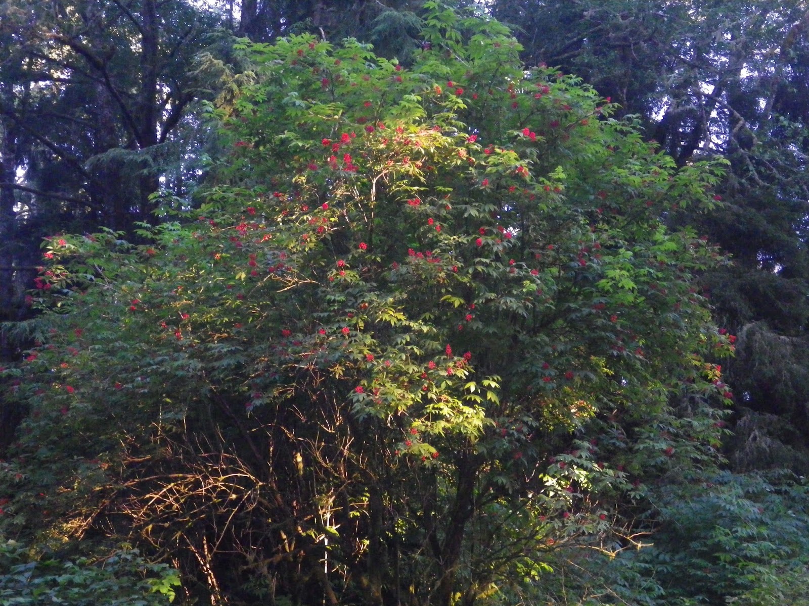 CLALLAM AT BAY: 07/01/2013 - 08/01/2013