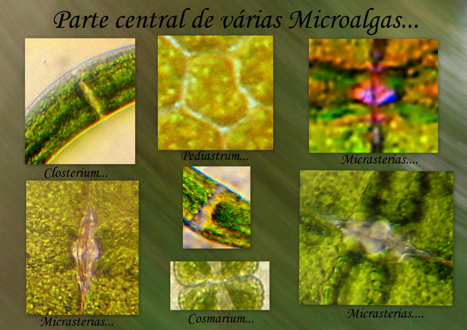 Cultivo De Microalgas Em Fotobiorreatores Diferentes Gêneros De