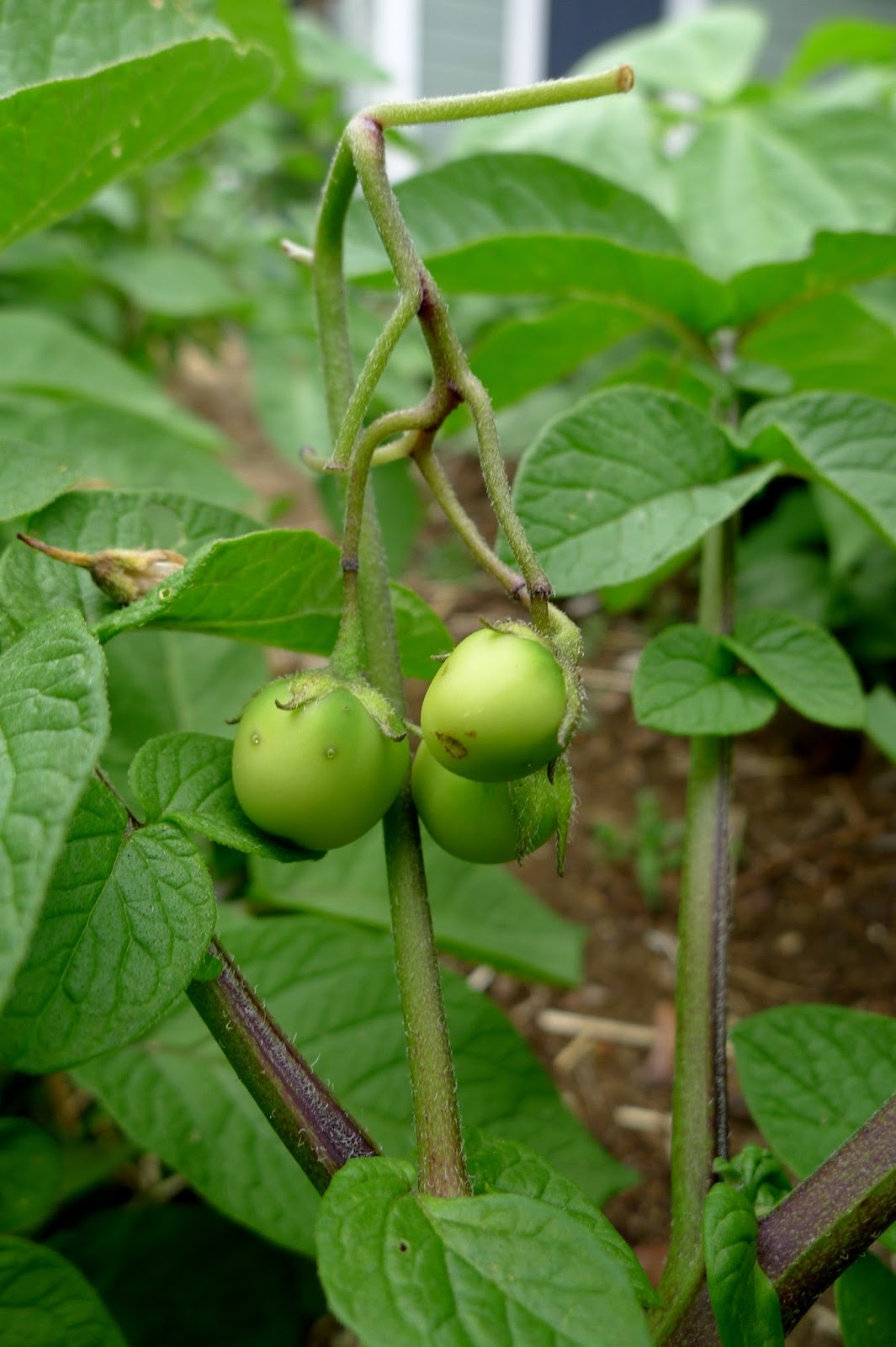 Potato Plant Fruit at Cameron Malone blog