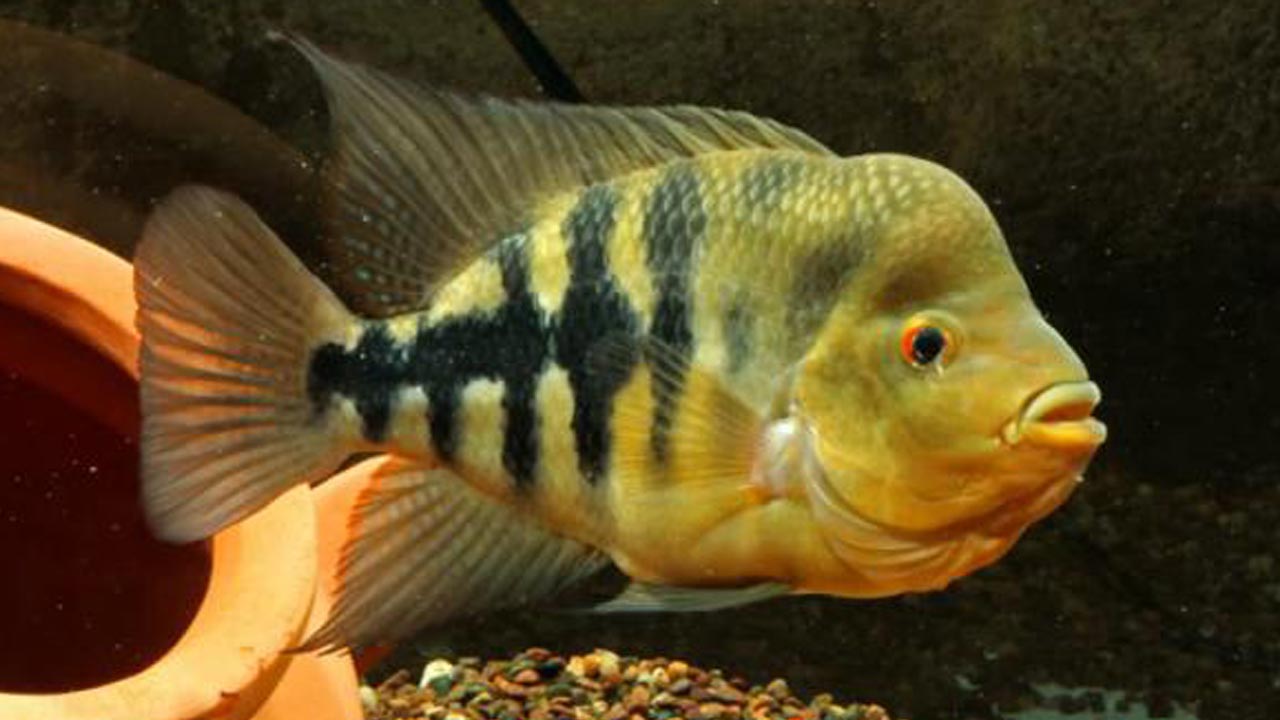 Red Devil Ikan Hias Penjajah Perairan Indonesia | Nama, Gambar Binatang A-Z