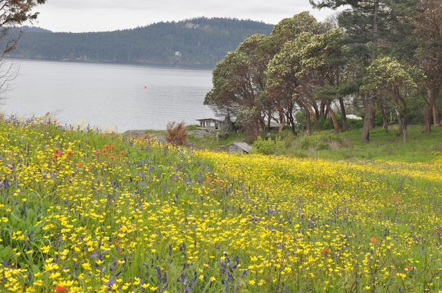 Orca Watcher: Yellow Island Wildflowers: Part 1