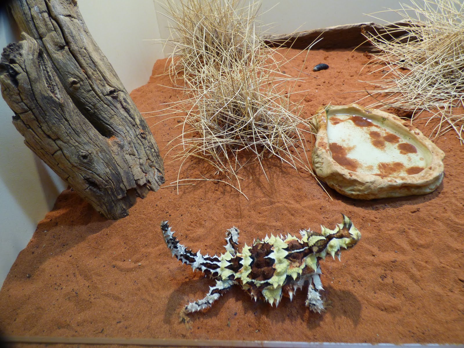 FreeSpirit : We meet Kangaroo Dundee