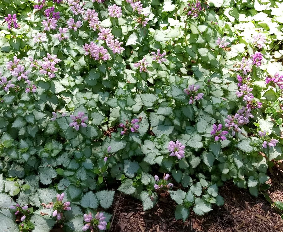 Future Plants by Randy Stewart: Lamium