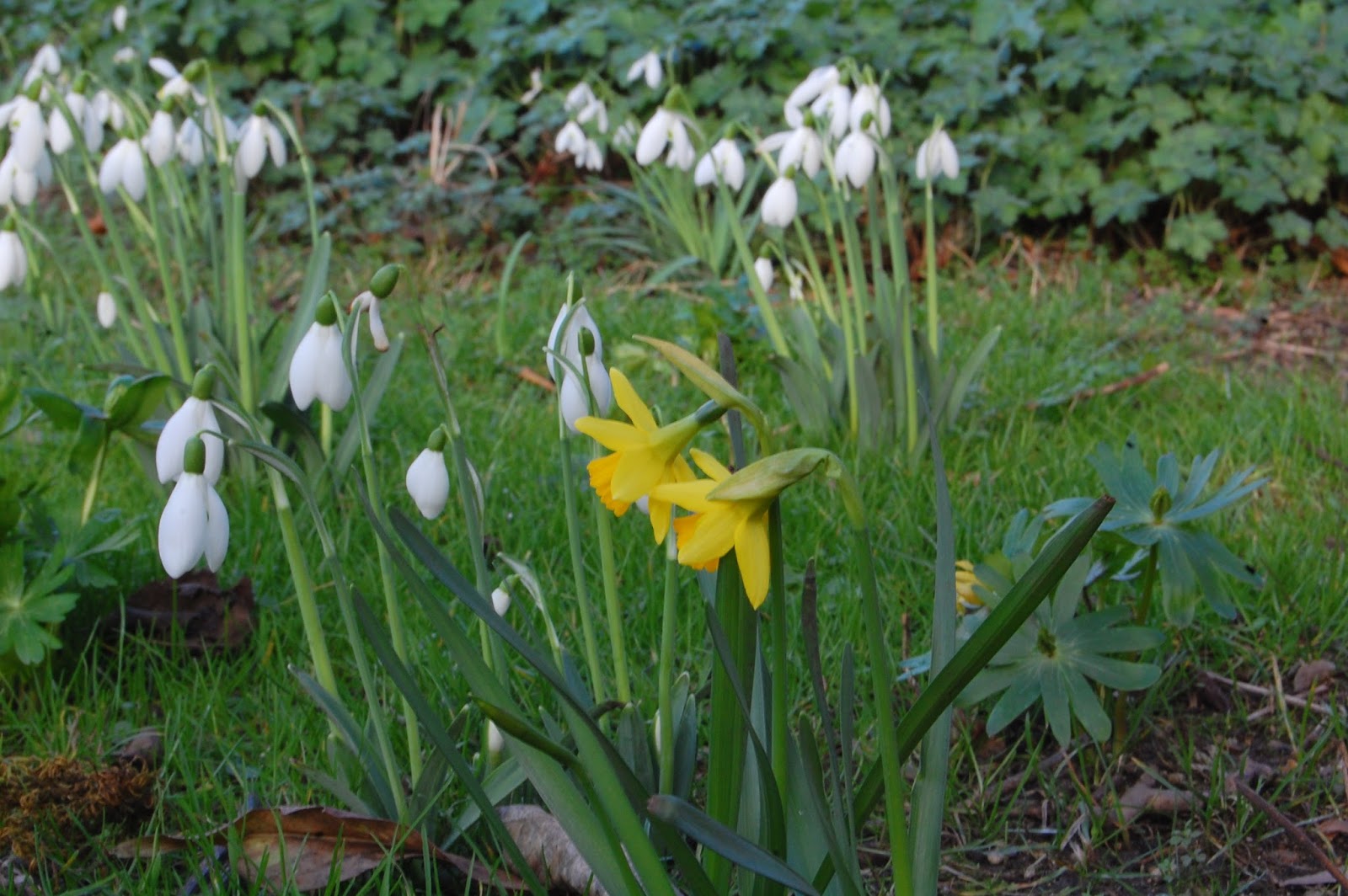Worcester College Gardeners 2009-2018: Snowdrops And Daffodils Blooming ...