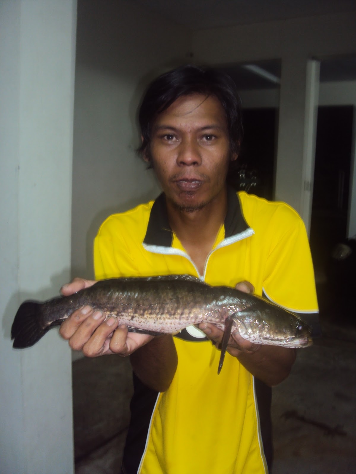 Meta Anglers: Haruan/Dalak