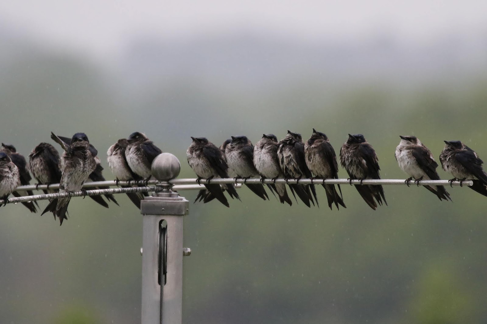 The Birds & The Bees: Purple Martin Sub-Adults Arrive in Missouri