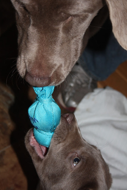 Silver Lab Puppies