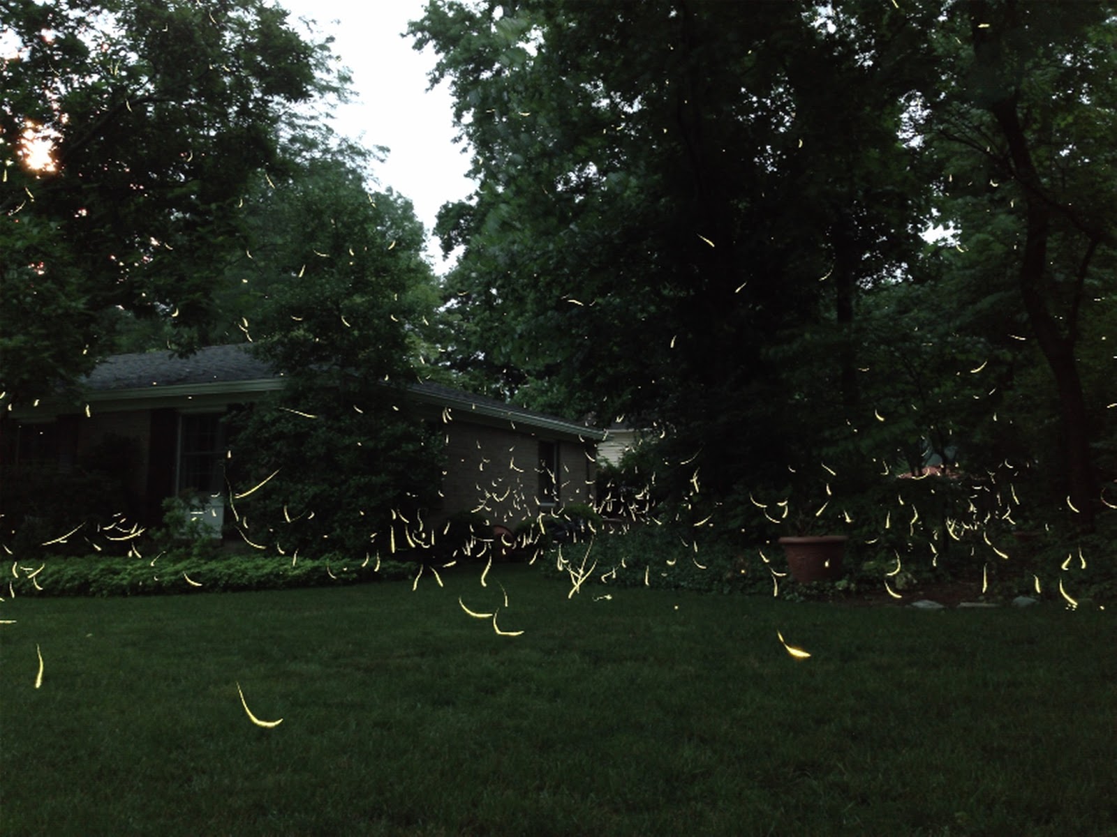 Light trail time exposure firefly photos on iPhone [Stellar Neophyte ...