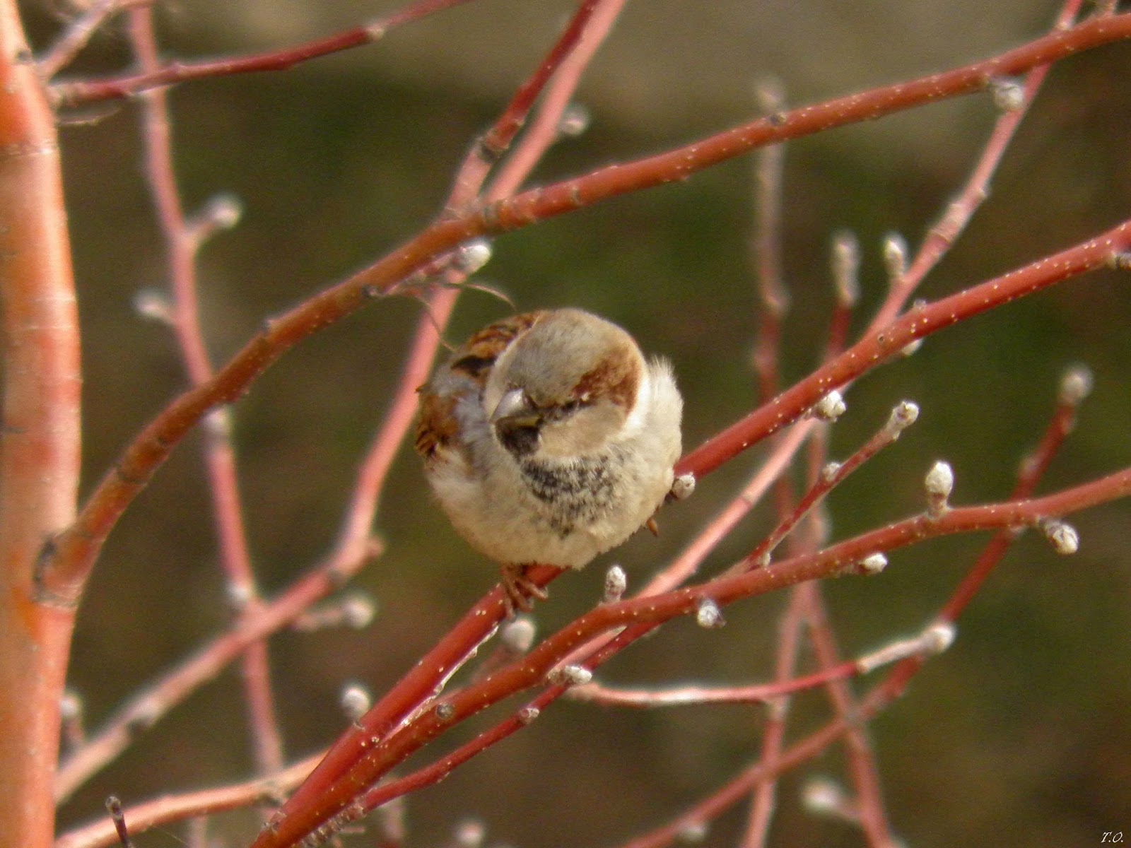 PASARI DIN ROMANIA: VRABIA DE CASA, Passer domesticus