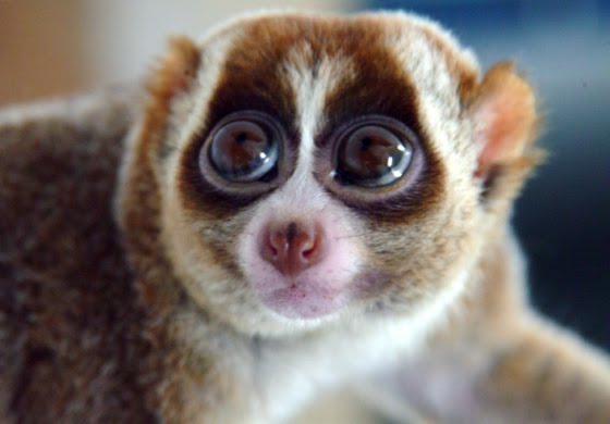 LÓRIS - O ÚNICO PRIMATA VENENOSO