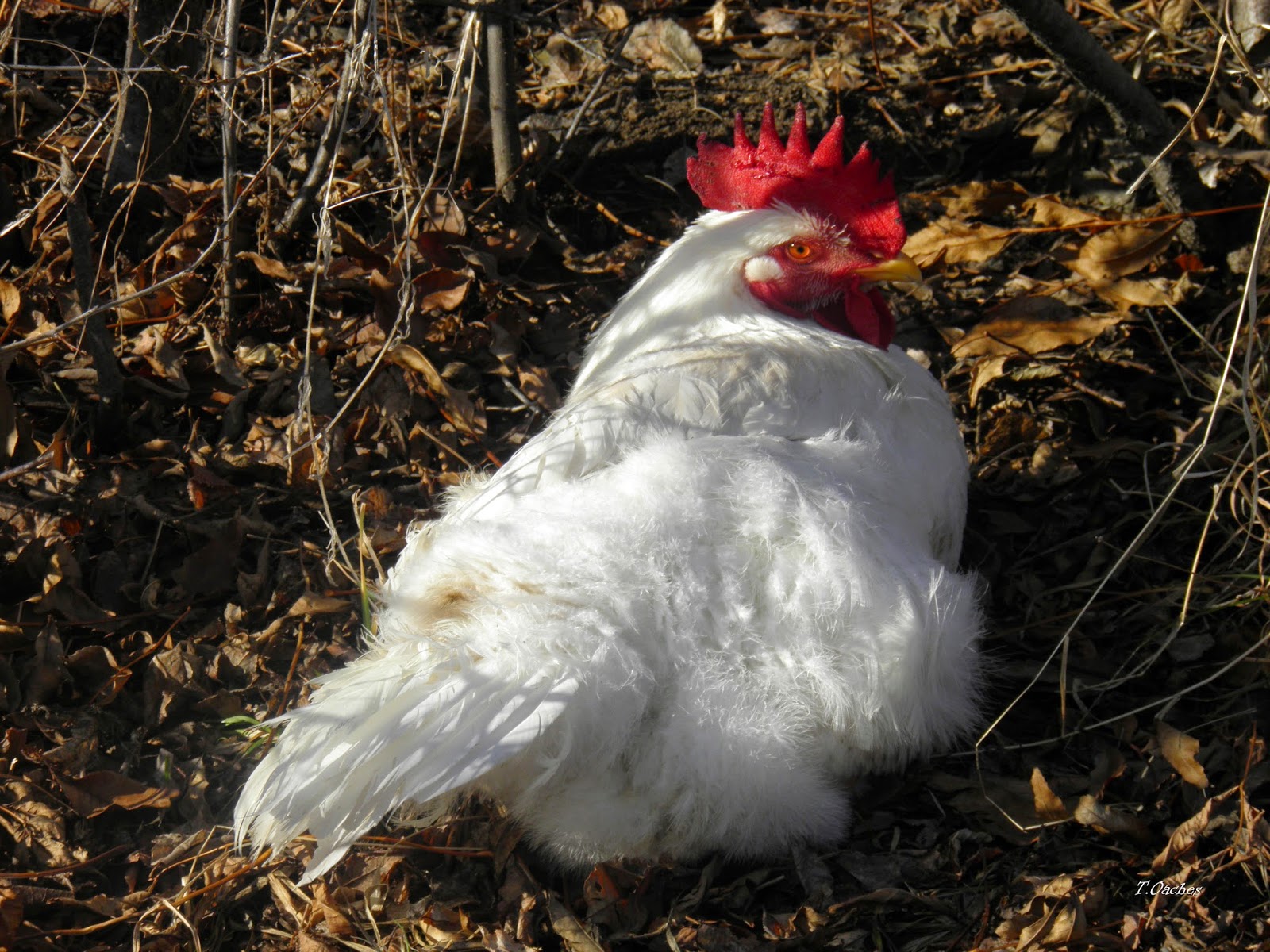 PASARI DIN ROMANIA: ULIU PORUMBAR (ULIUL GAINILOR), Accipiter gentilis