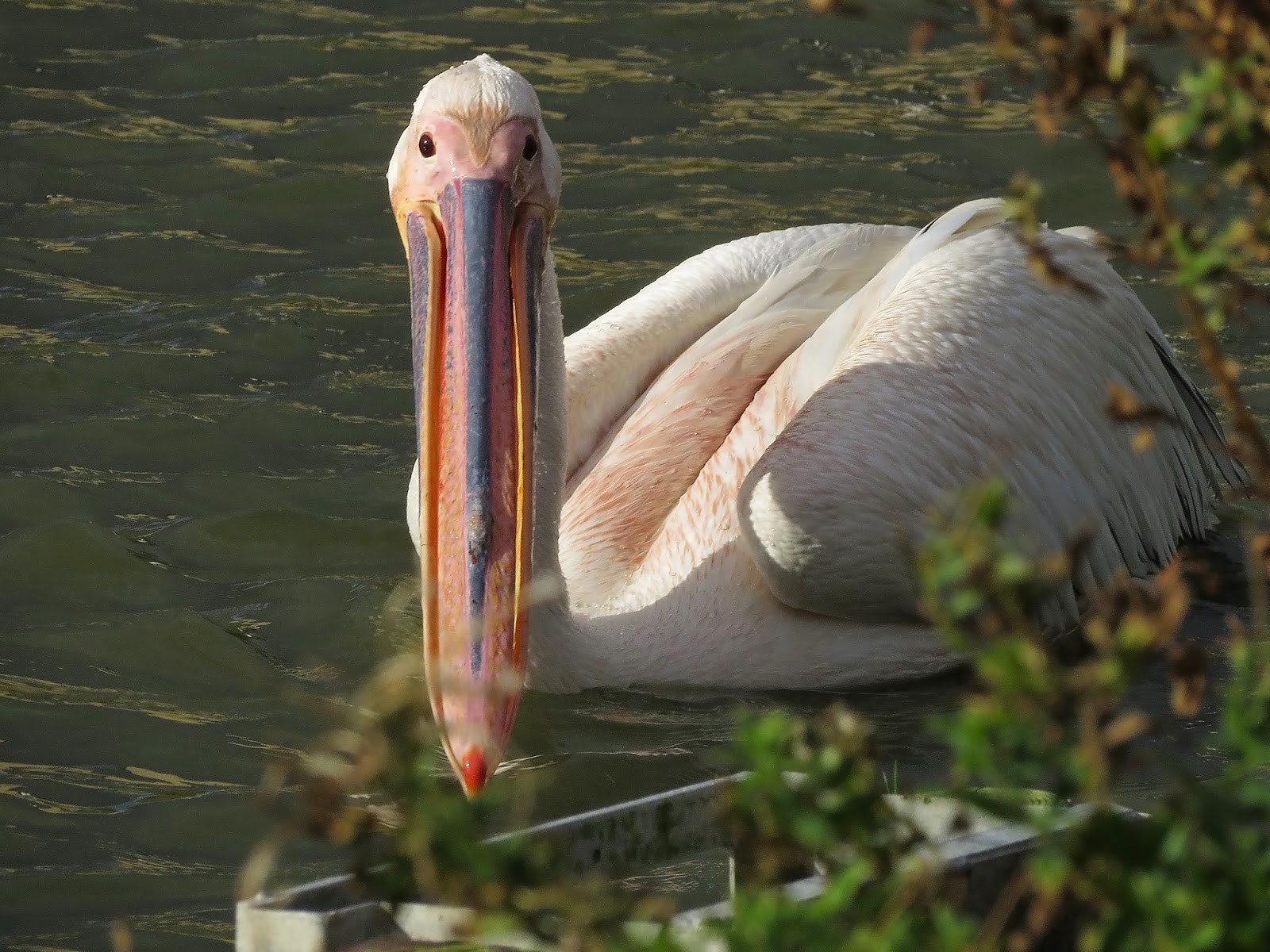 De Vogelaars: Roze Pelikaan - Callantsoog - 25 oktober 2014.