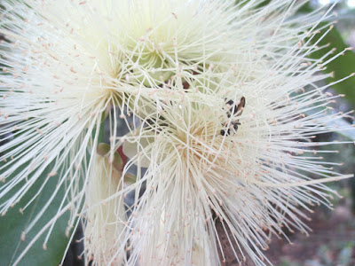 Gardens at Waters East: Guatemala Flowers - just a few